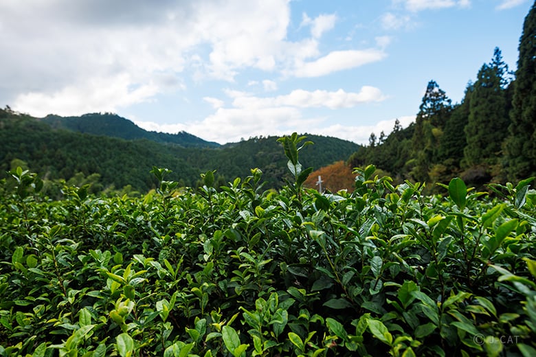 Tea Plantation Tour and Organic Green Tea Tasting in the Birthplace of ...