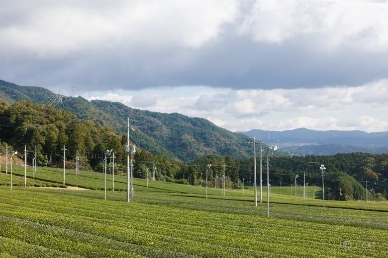 Tea Plantation Tour and Organic Green Tea Tasting in the Birthplace of ...