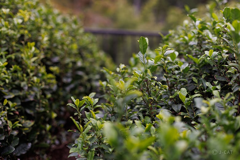 Tea Plantation Tour and Organic Green Tea Tasting in the Birthplace of ...