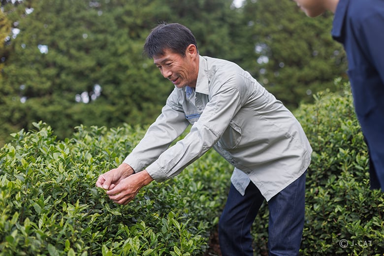 Tea Plantation Tour and Organic Green Tea Tasting in the Birthplace of ...