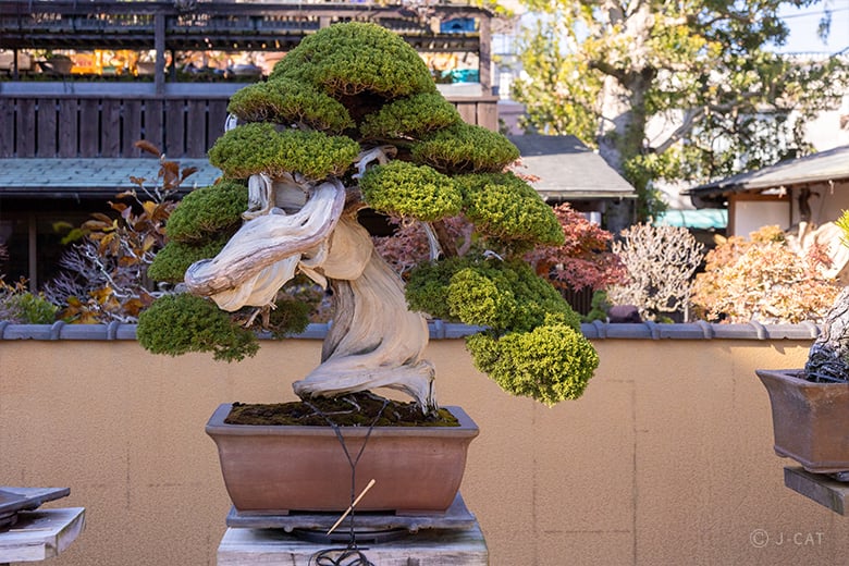 Bonsai Creation and Tea Ceremony at Master Kunio Kobayashi’s Shunkaen ...