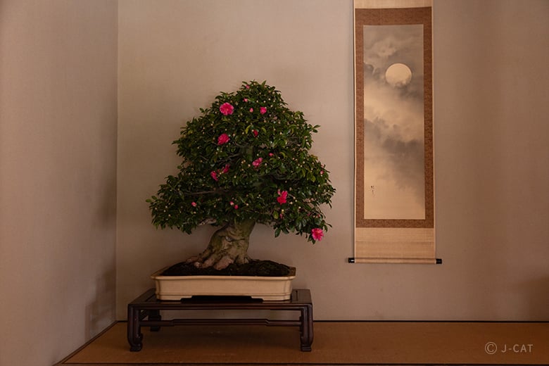 Bonsai Creation and Tea Ceremony at Master Kunio Kobayashi’s Shunkaen ...