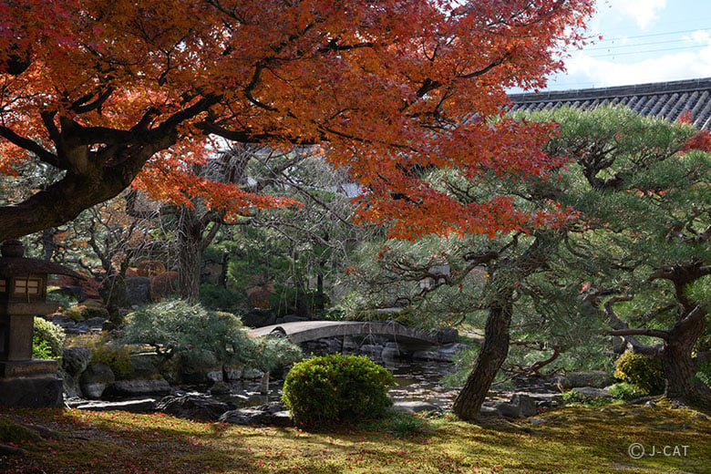 Exclusive Private Tour of Toji Temple, a World Heritage Site, with a ...